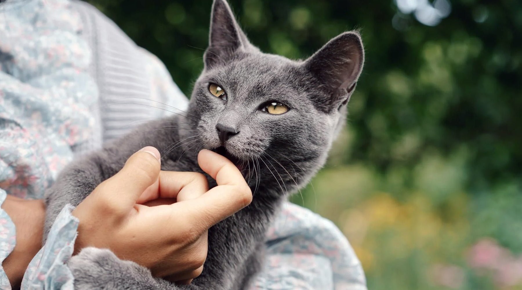 The 20 Most Common Cat Breeds – Tee Shop USA