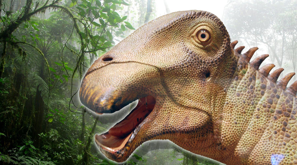 What Dinosaur Has 500 Teeth? – Tee Shop USA