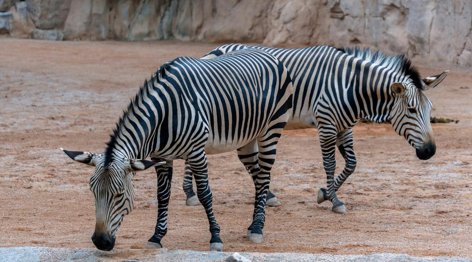 What is Zoology? – Tee Shop USA